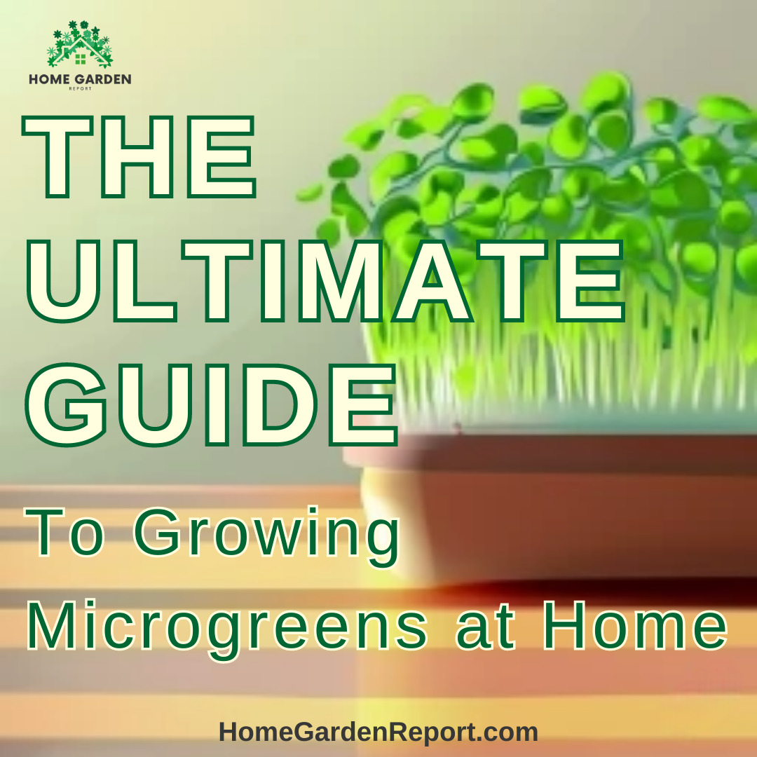 The Ultimate Guide to Growing Your Own Microgreens at Home - Home ...