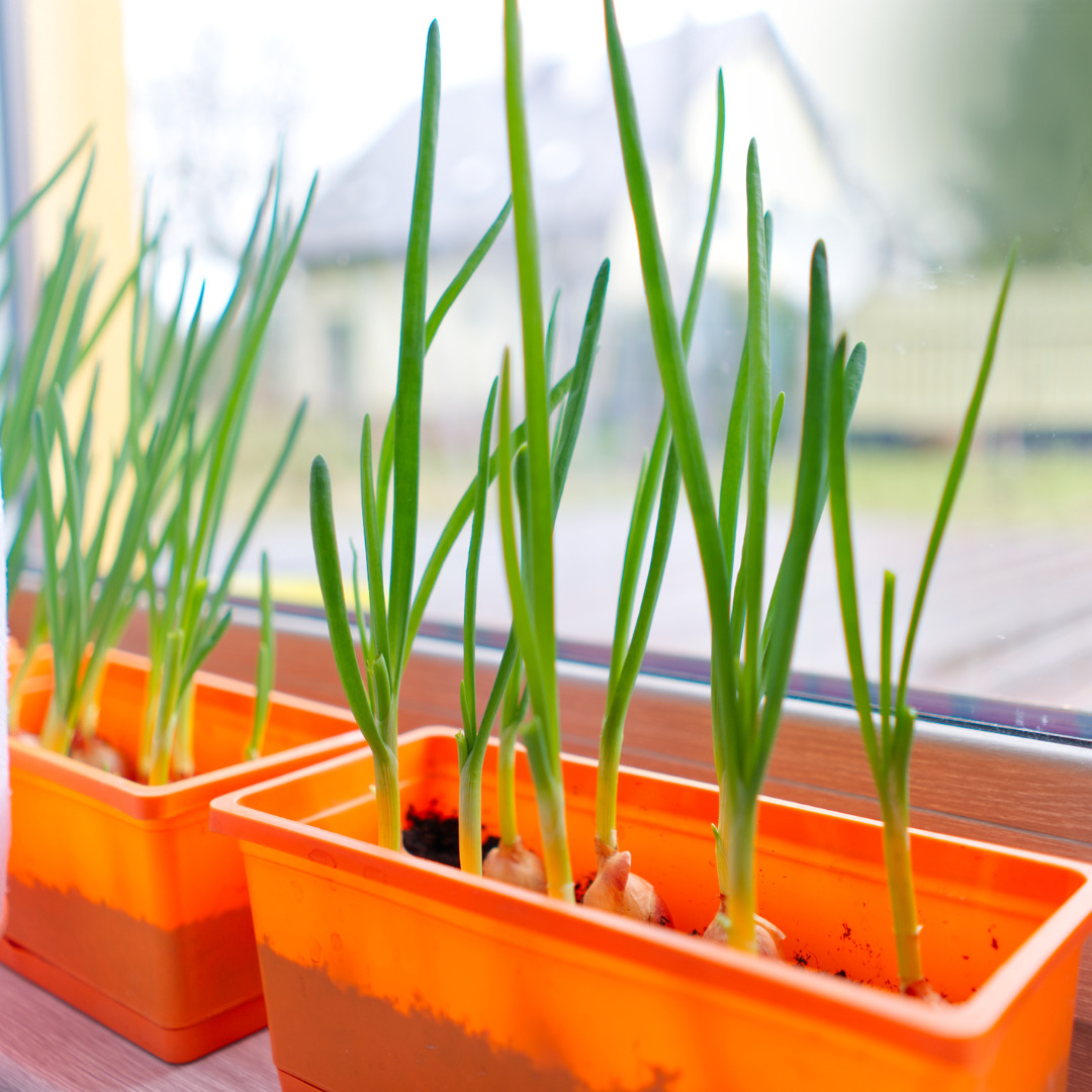 10 Edible Plants That Are Easy to Grow in Small Spaces - Home Garden Report