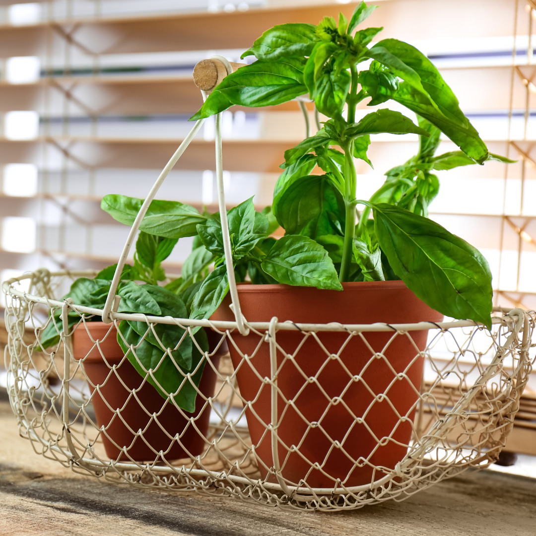 10 Edible Plants That Are Easy to Grow in Small Spaces - Home Garden Report