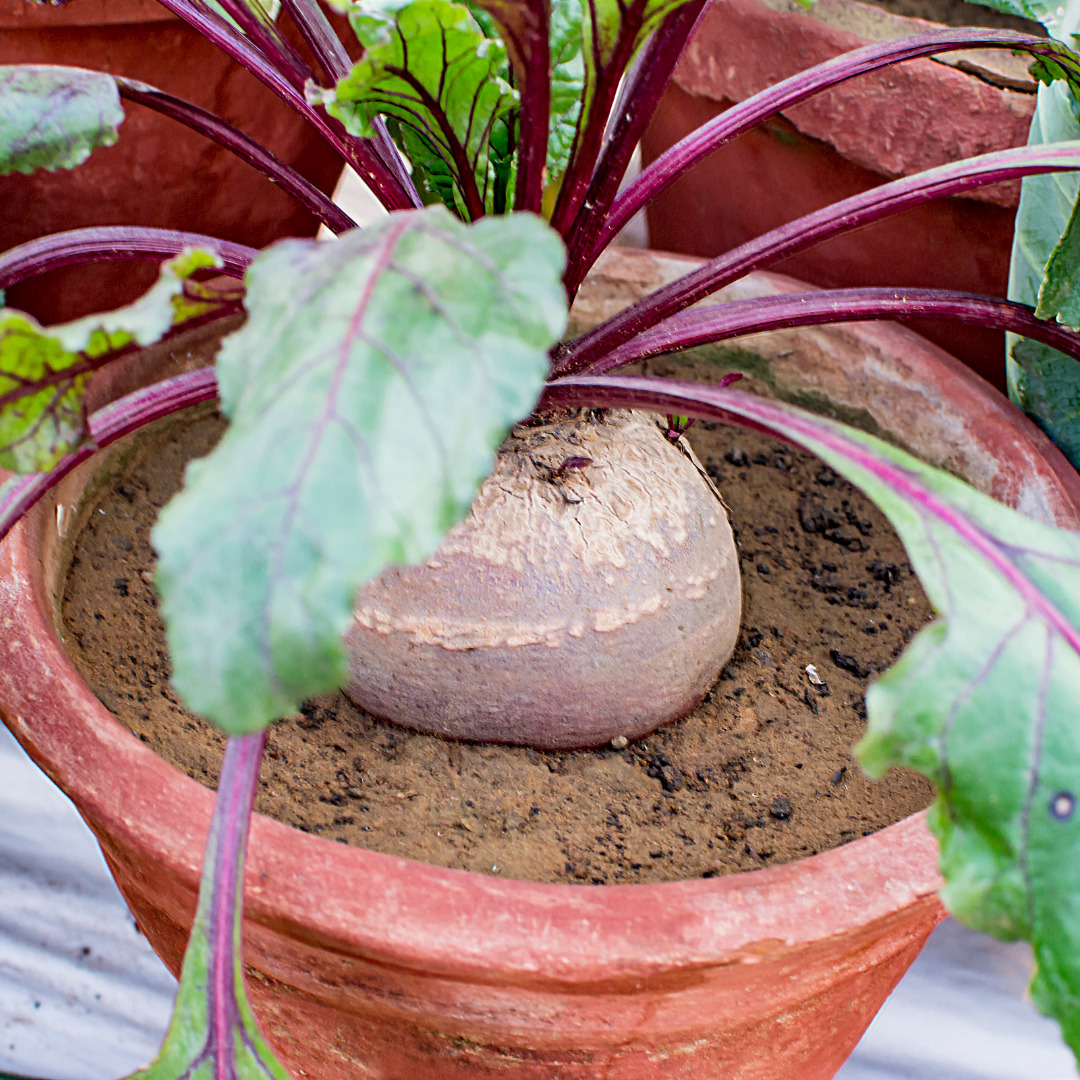 10 Edible Plants That Are Easy to Grow in Small Spaces - Home Garden Report