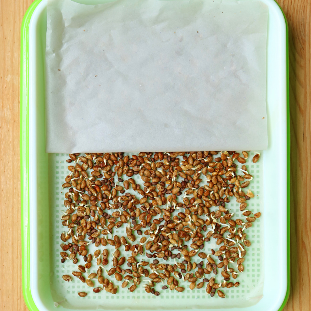 The Ultimate Guide to Growing Your Own Microgreens at Home - Home ...