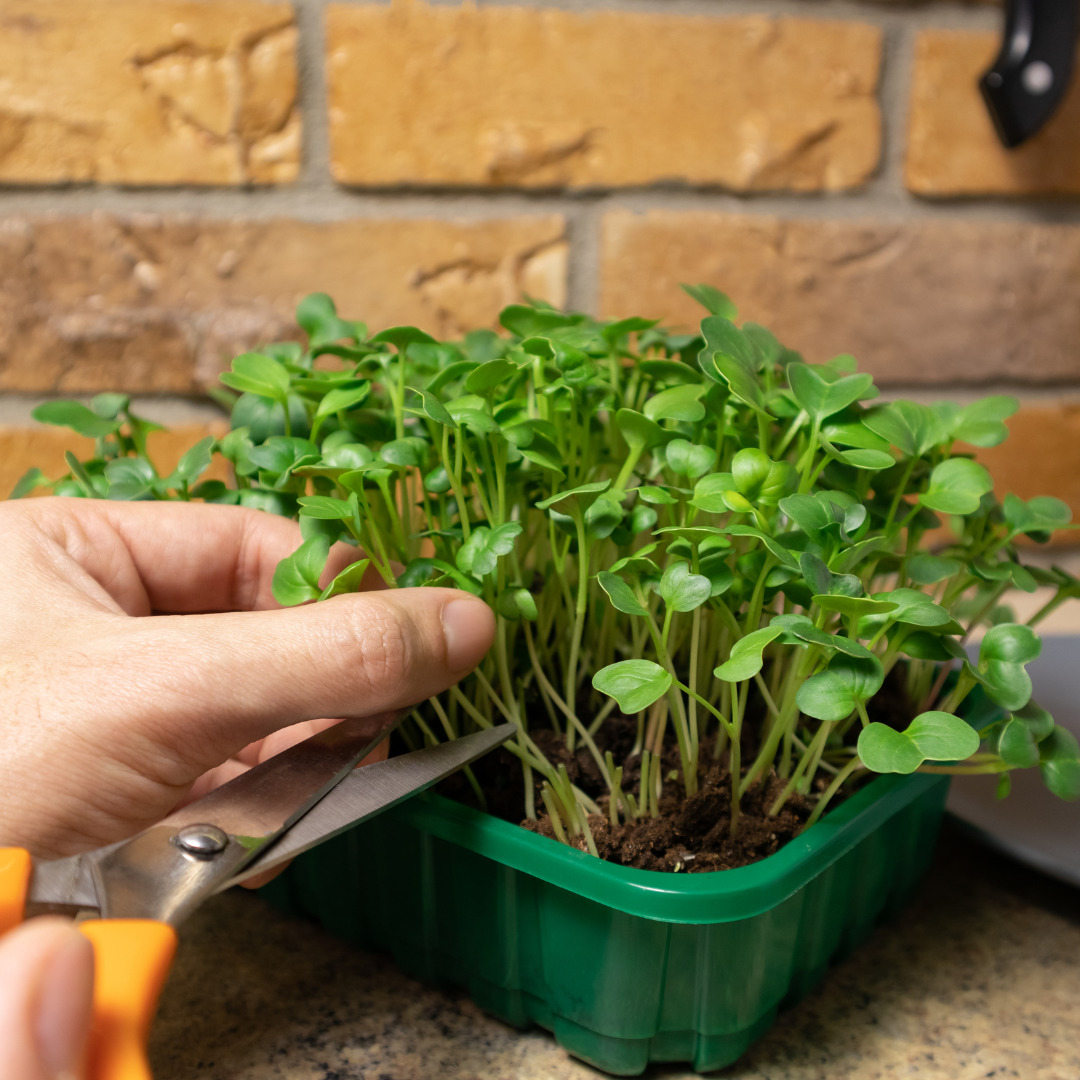 The Ultimate Guide to Growing Your Own Microgreens at Home - Home ...