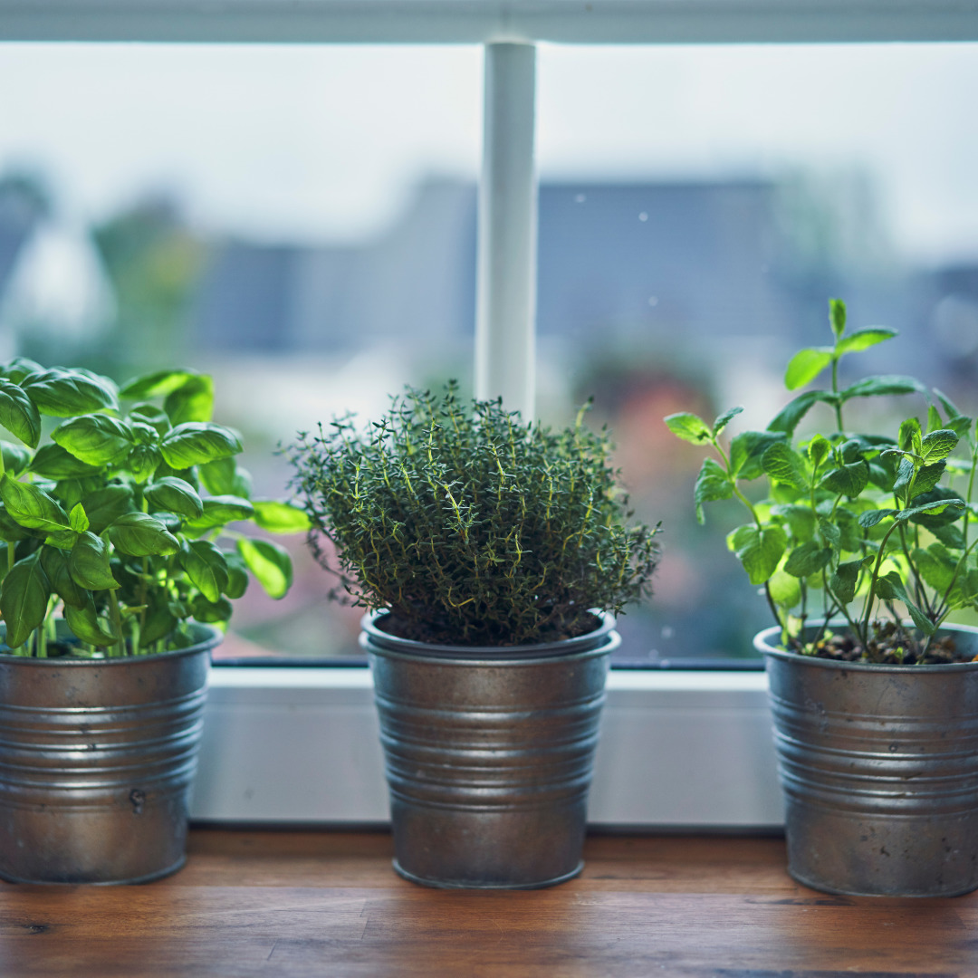 10 Edible Plants That Are Easy to Grow in Small Spaces - Home Garden Report