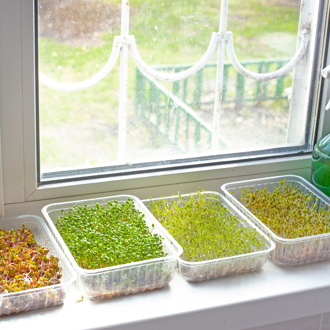 The Ultimate Guide to Growing Your Own Microgreens at Home - Home ...