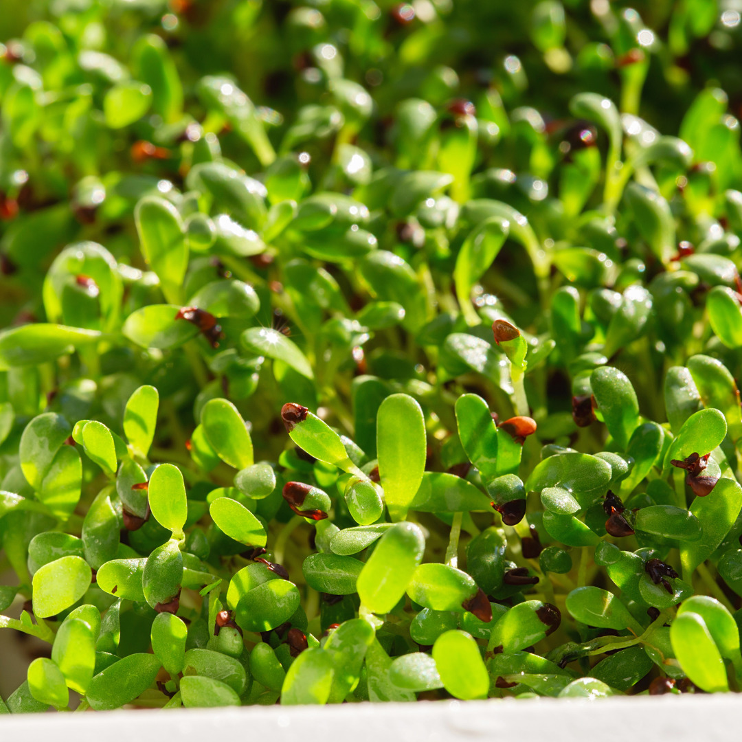 The Ultimate Guide to Growing Your Own Microgreens at Home - Home ...