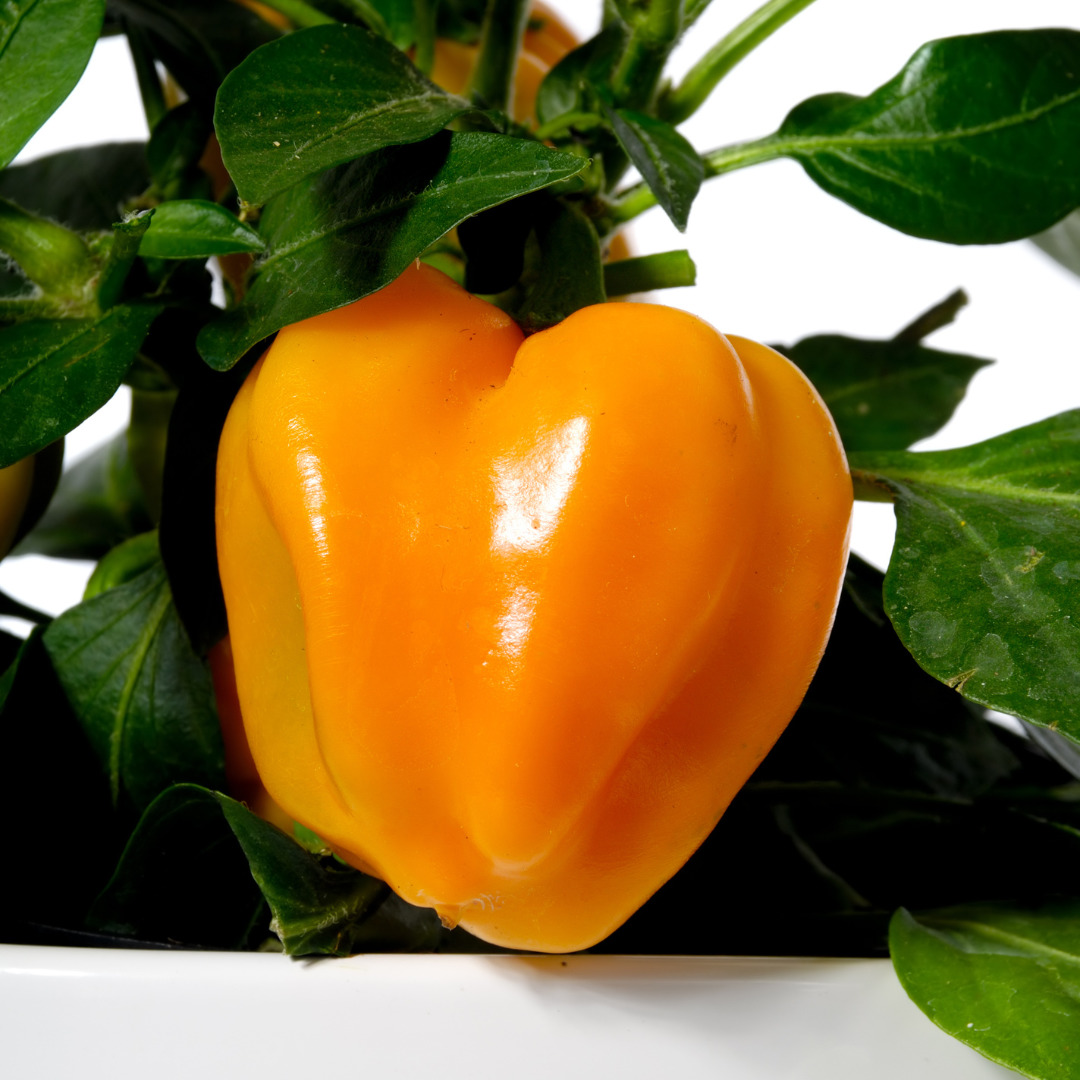 10 Edible Plants That Are Easy to Grow in Small Spaces - Home Garden Report