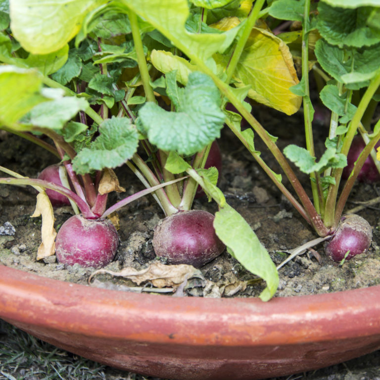 10 Edible Plants That Are Easy to Grow in Small Spaces - Home Garden Report