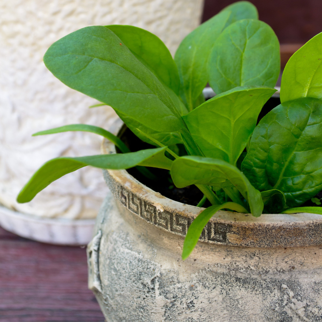 10 Edible Plants That Are Easy to Grow in Small Spaces - Home Garden Report