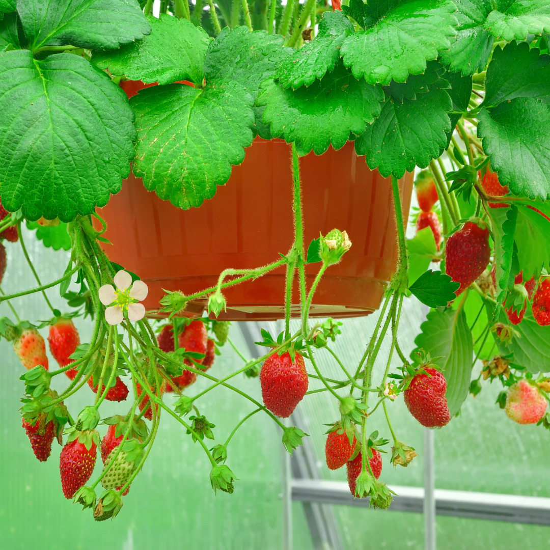 10 Edible Plants That Are Easy to Grow in Small Spaces - Home Garden Report