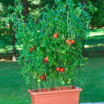 10 Edible Plants That Are Easy to Grow in Small Spaces - Home Garden Report