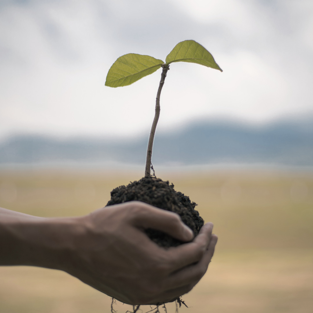 Planting the Future: How to Make a Difference by Planting a Tree in ...